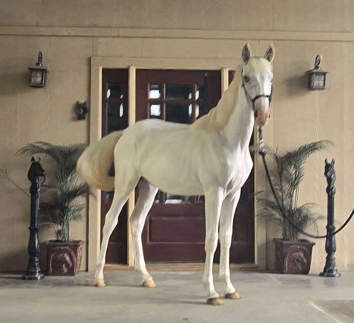 Stunning Cremello Colt Future Palomino & Buckskin Producer.