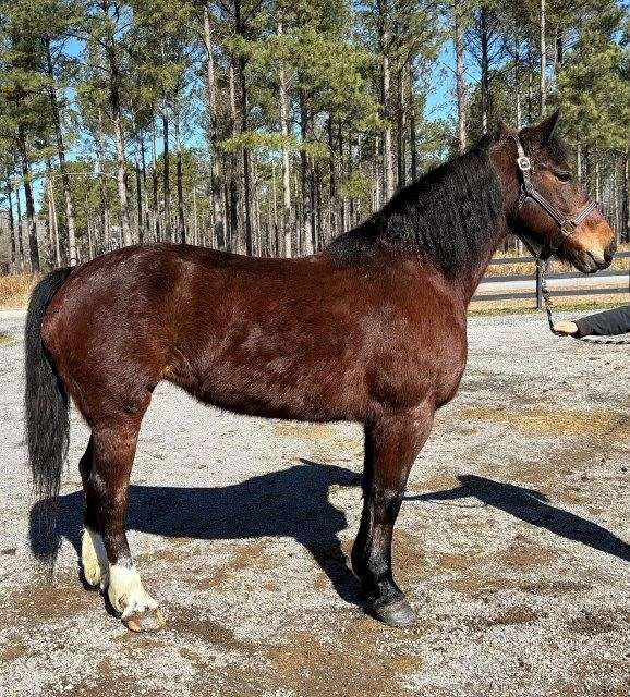 Bay Draft Cross Mare