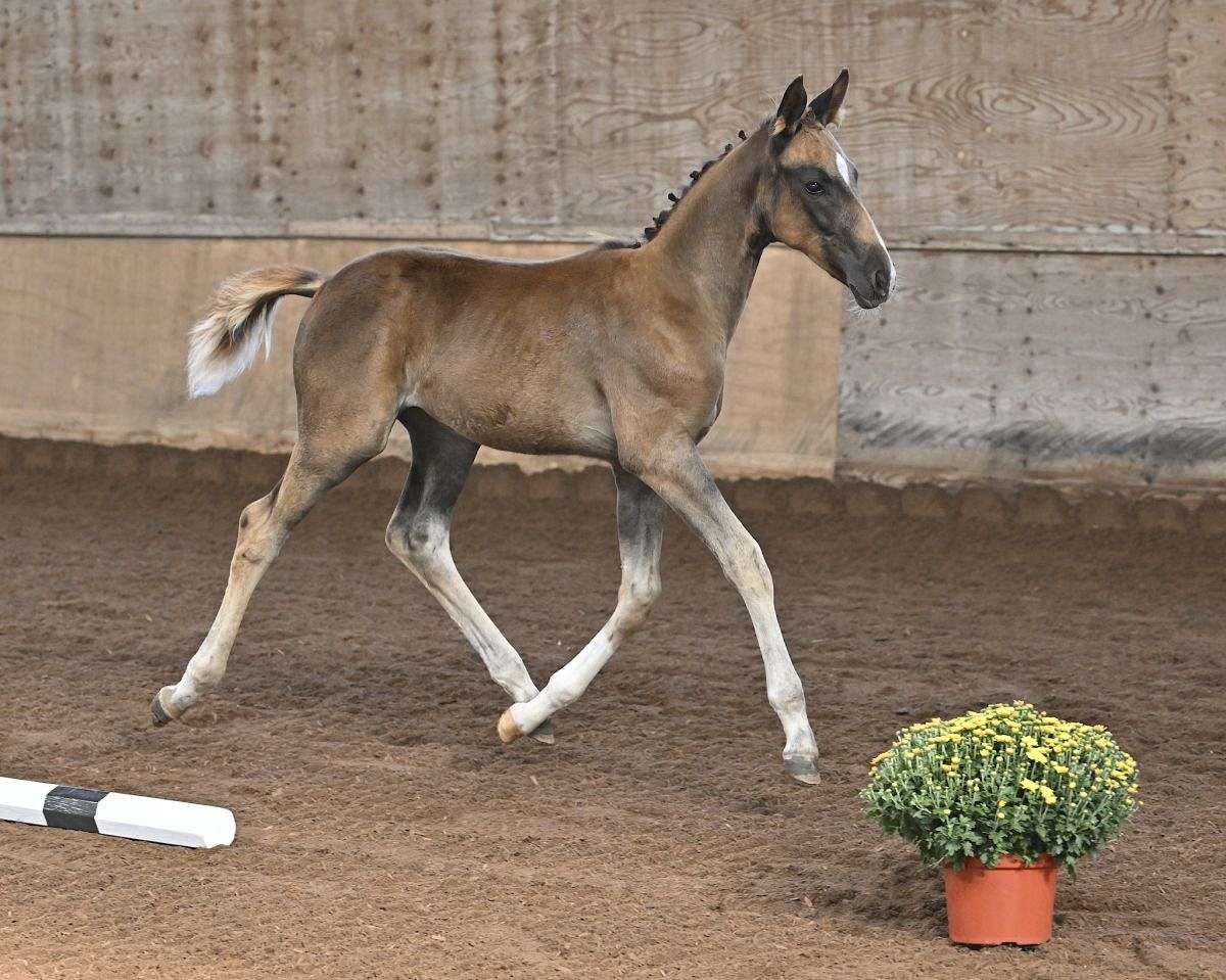 Chromey Chestnut Filly Florencio Sir Donnerhall Rubinstein