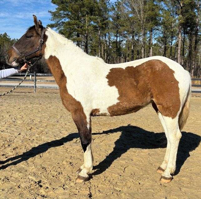 Pretty Paint Mare