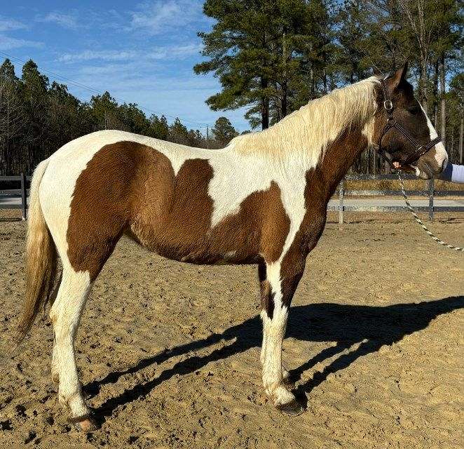 Pretty Paint Mare