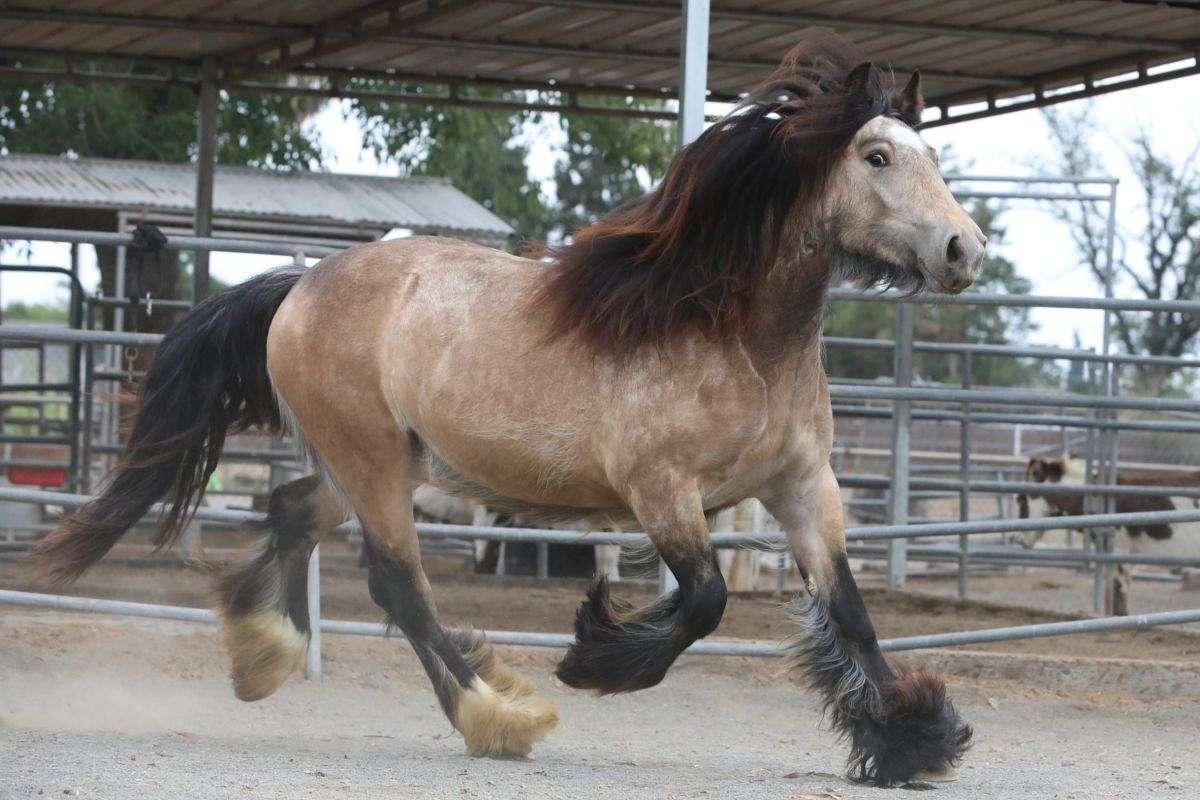 Adorable Buckskin Lp Gypsy Filly