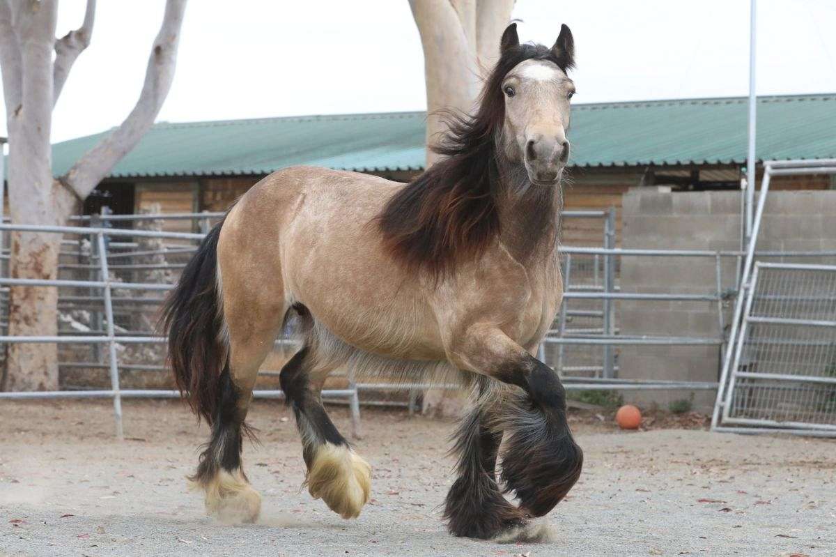Adorable Buckskin Lp Gypsy Filly