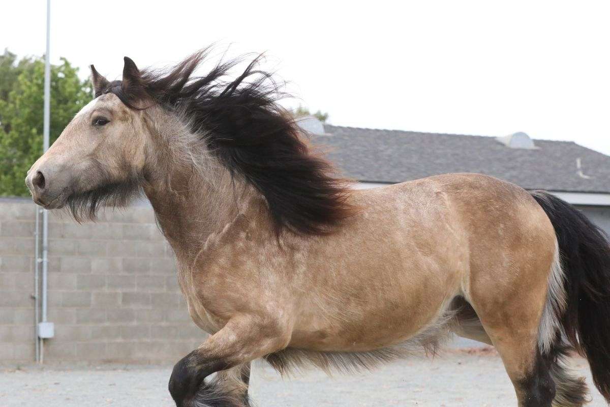 Adorable Buckskin Lp Gypsy Filly