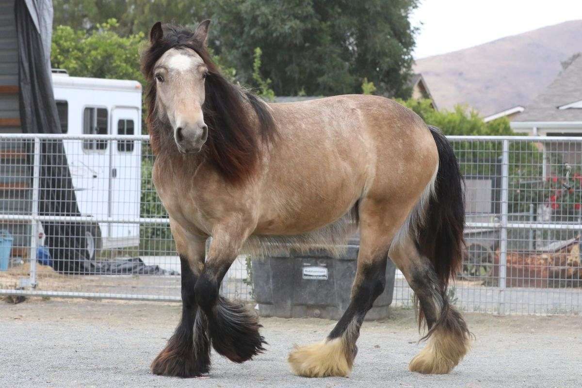 Adorable Buckskin Lp Gypsy Filly