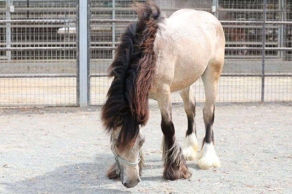 Adorable Buckskin Lp Gypsy Filly