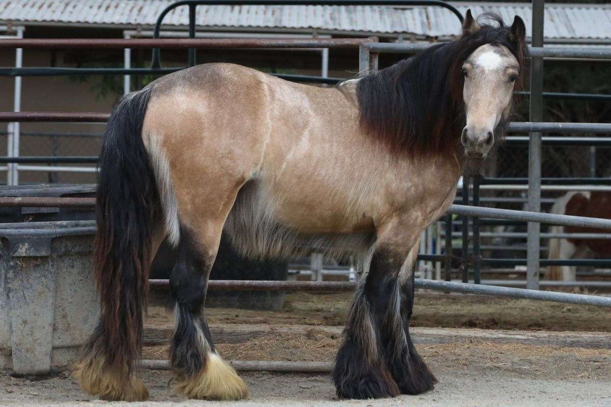 Adorable Buckskin Lp Gypsy Filly