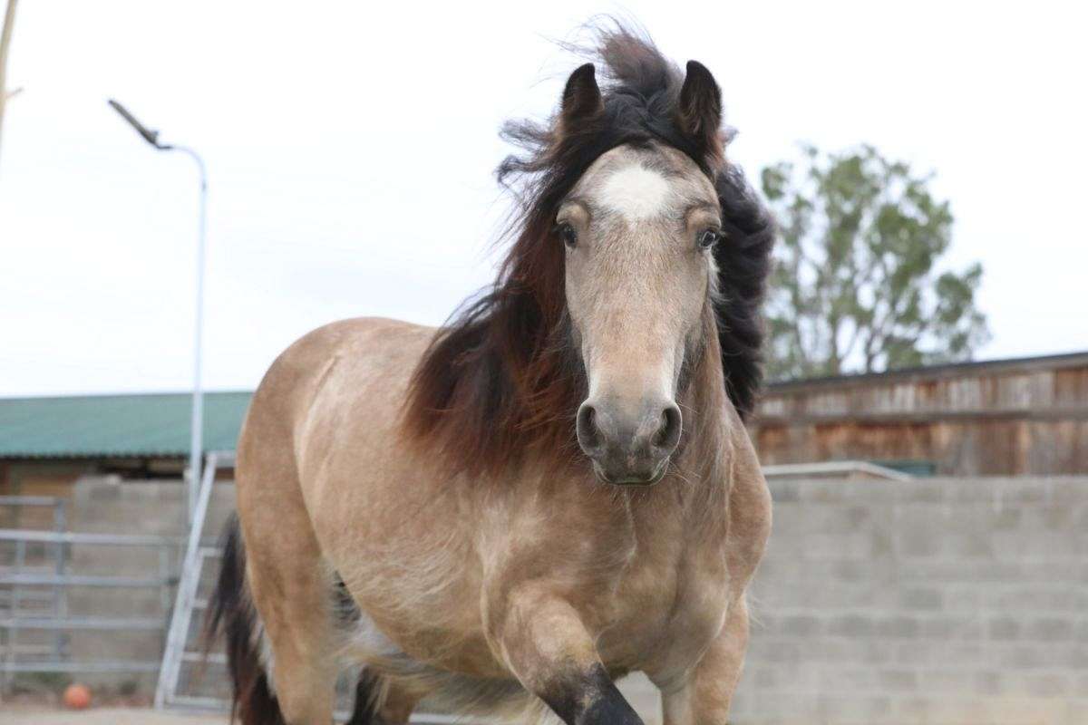 Adorable Buckskin Lp Gypsy Filly