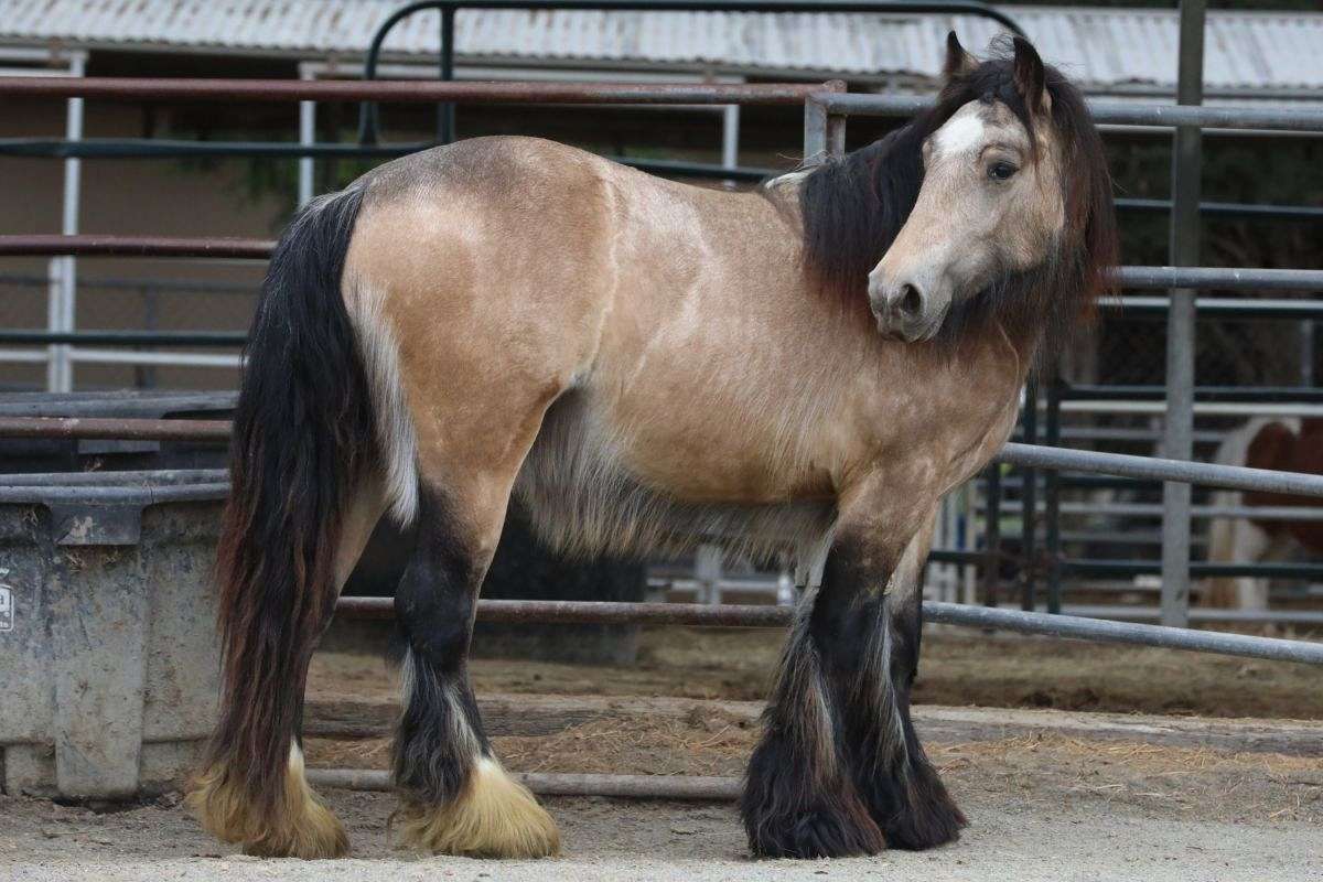 Adorable Buckskin Lp Gypsy Filly