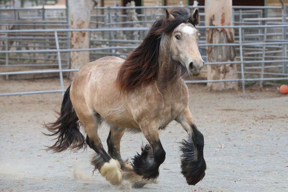 Adorable Buckskin Lp Gypsy Filly