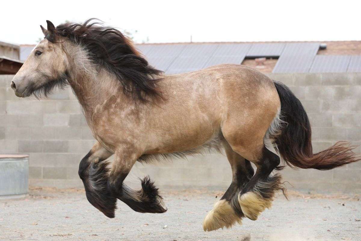 Adorable Buckskin Lp Gypsy Filly
