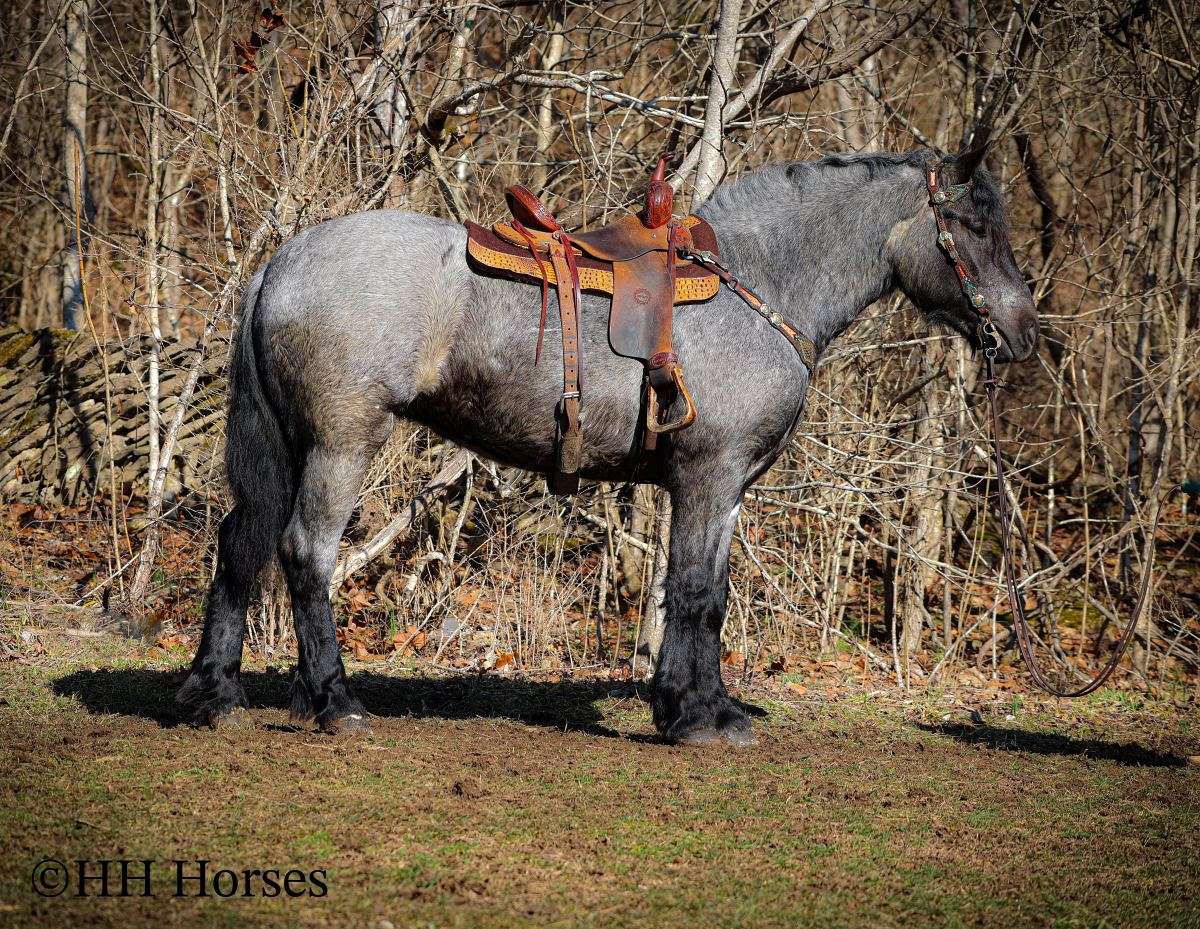 Stout Made True Blue Roan Brabant Mare, Rides and Drives, Nice Mover