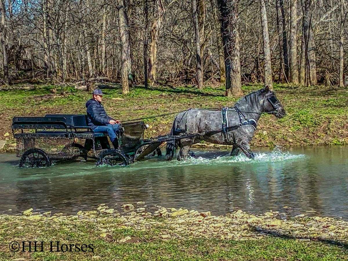 Stout Made True Blue Roan Brabant Mare, Rides and Drives, Nice Mover