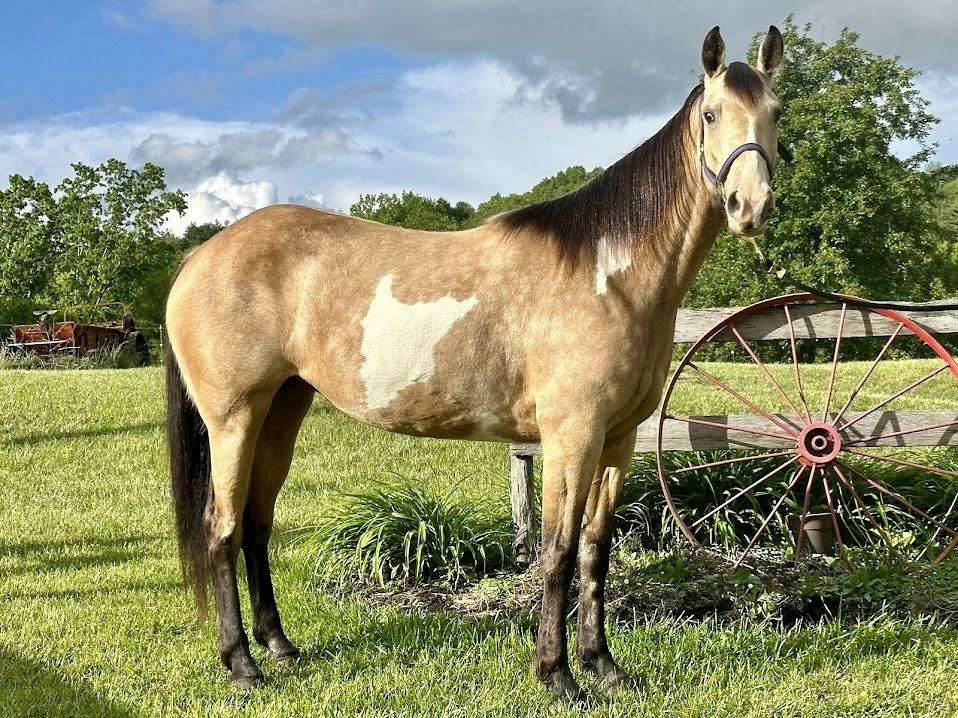 Buckskin and White 3/4 Standardbred Racking Mare