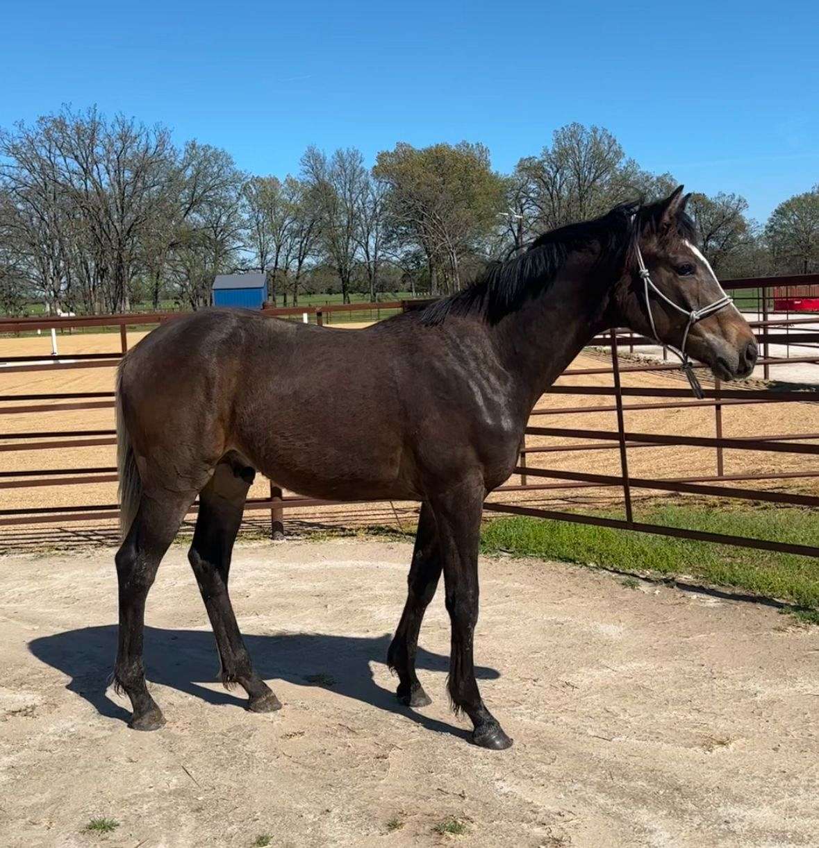 2024 Connemara/TB Gelding