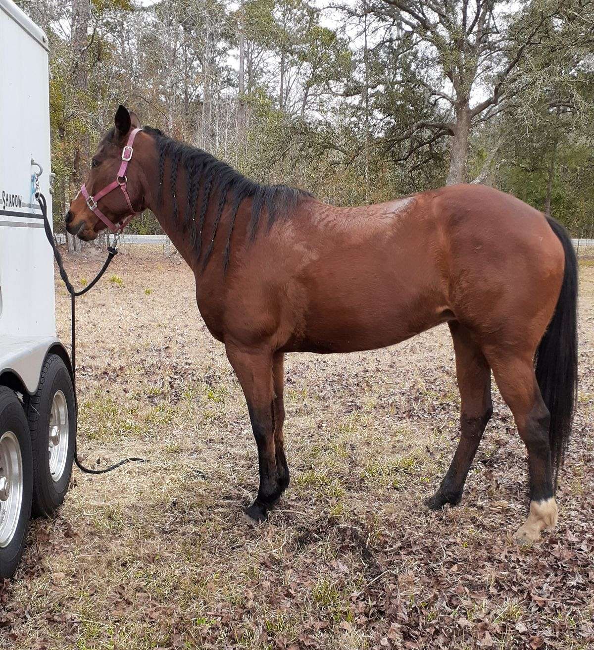 AQHA Appendix Mare