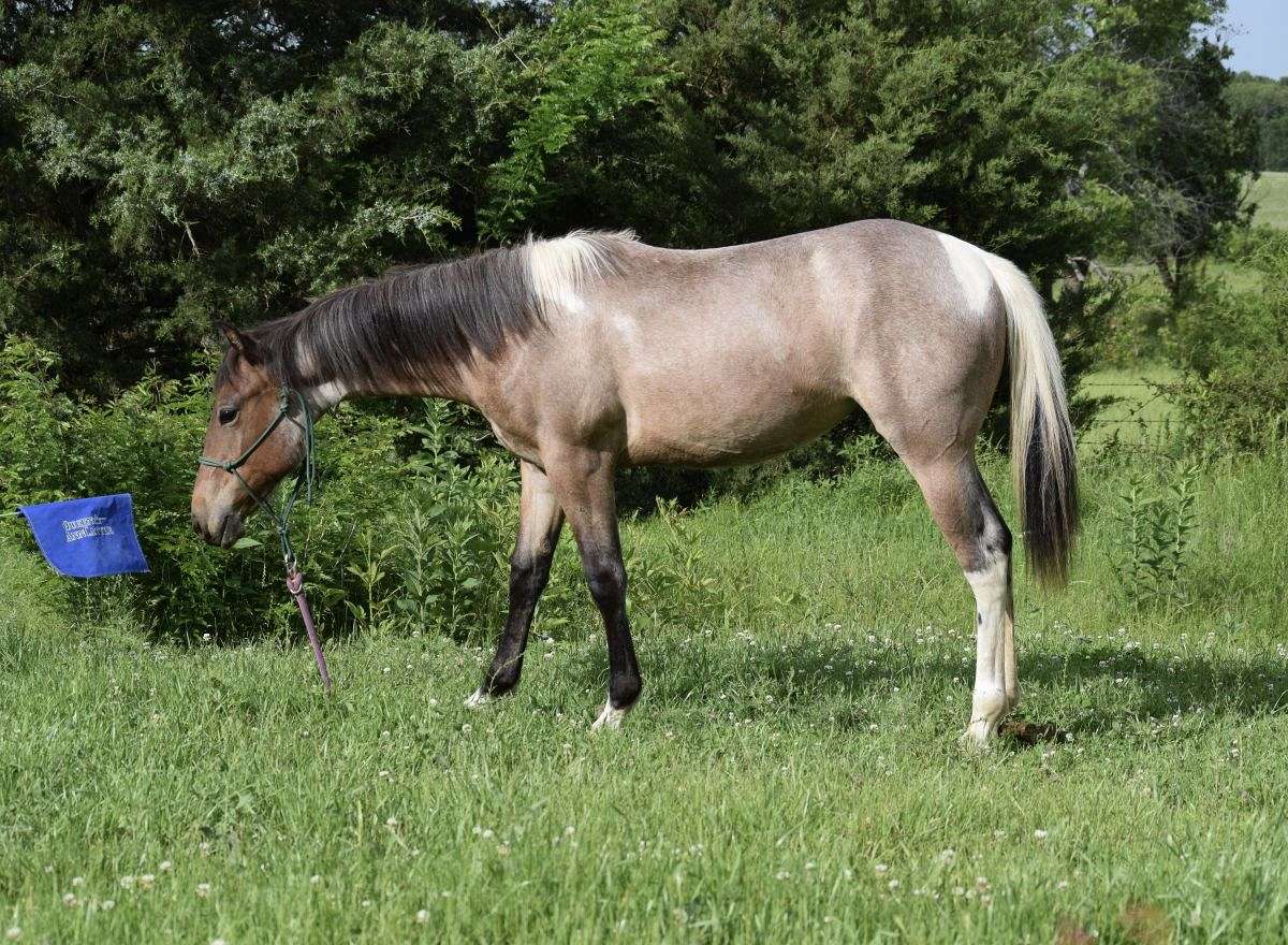 Stunning Bay Roan Paint Filly - Quiet As They Come.