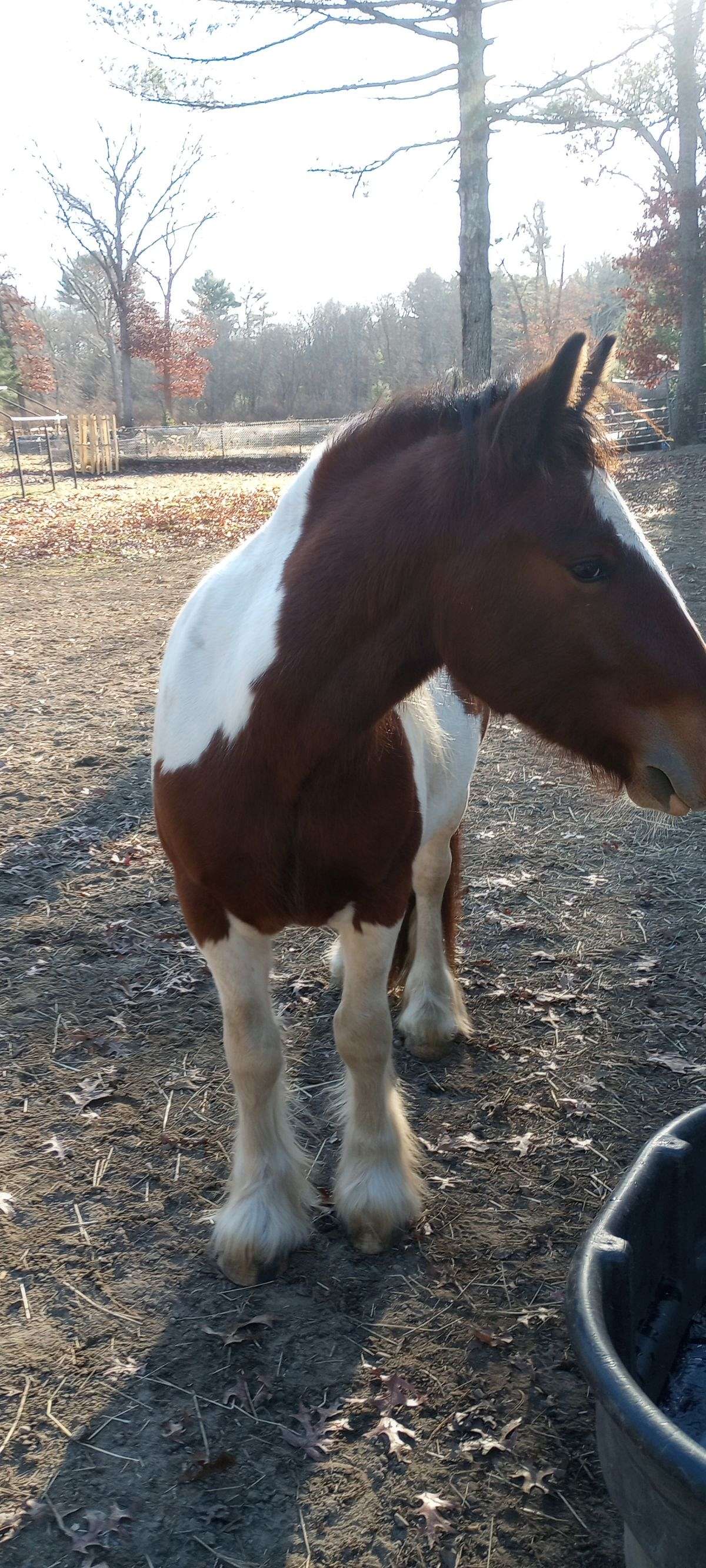 Beautiful Registered Gypsy Gelding