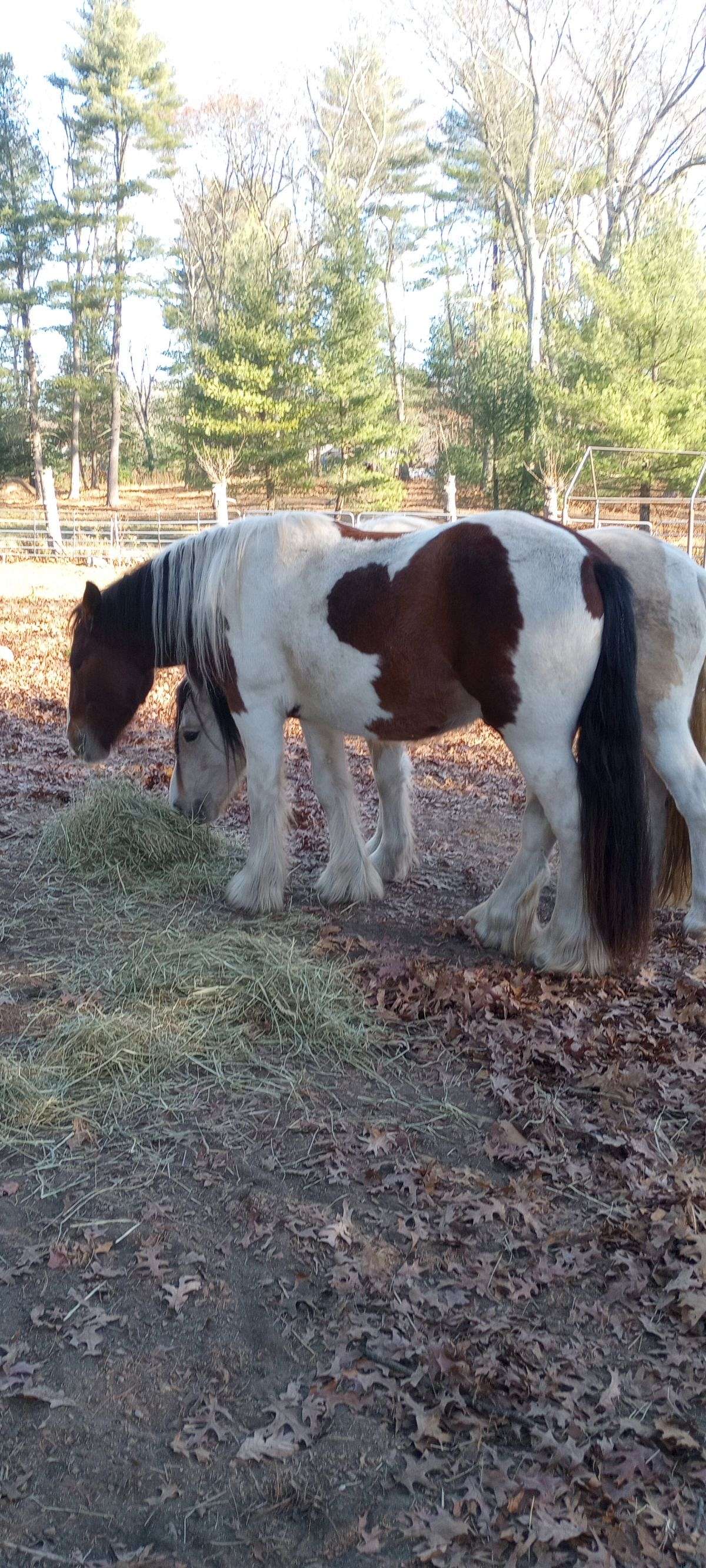 Beautiful Registered Gypsy Gelding