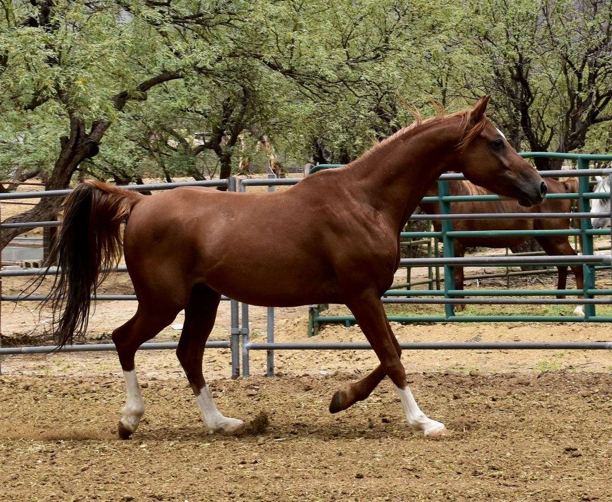 ATA Al Samir Dha Aka Atticus