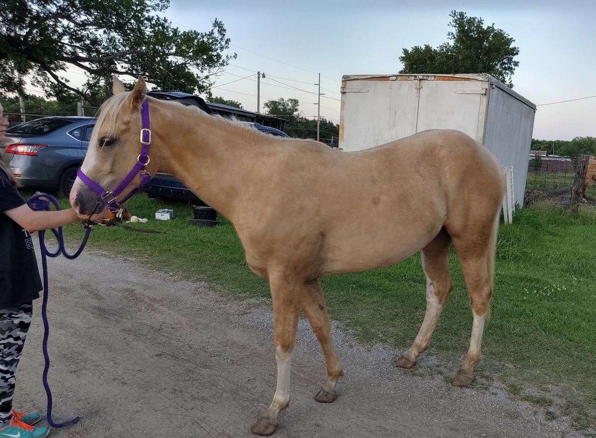 Css Ms Cashbar Spirit a Flashy Palomino With Lots of Chrome