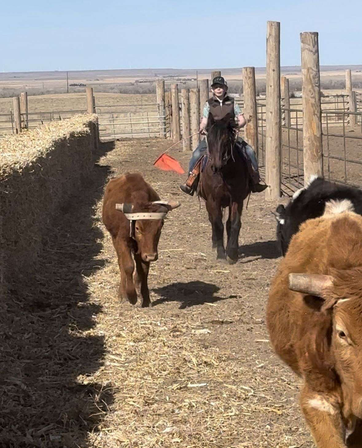 Solid, Proven All Around Ranch Pony