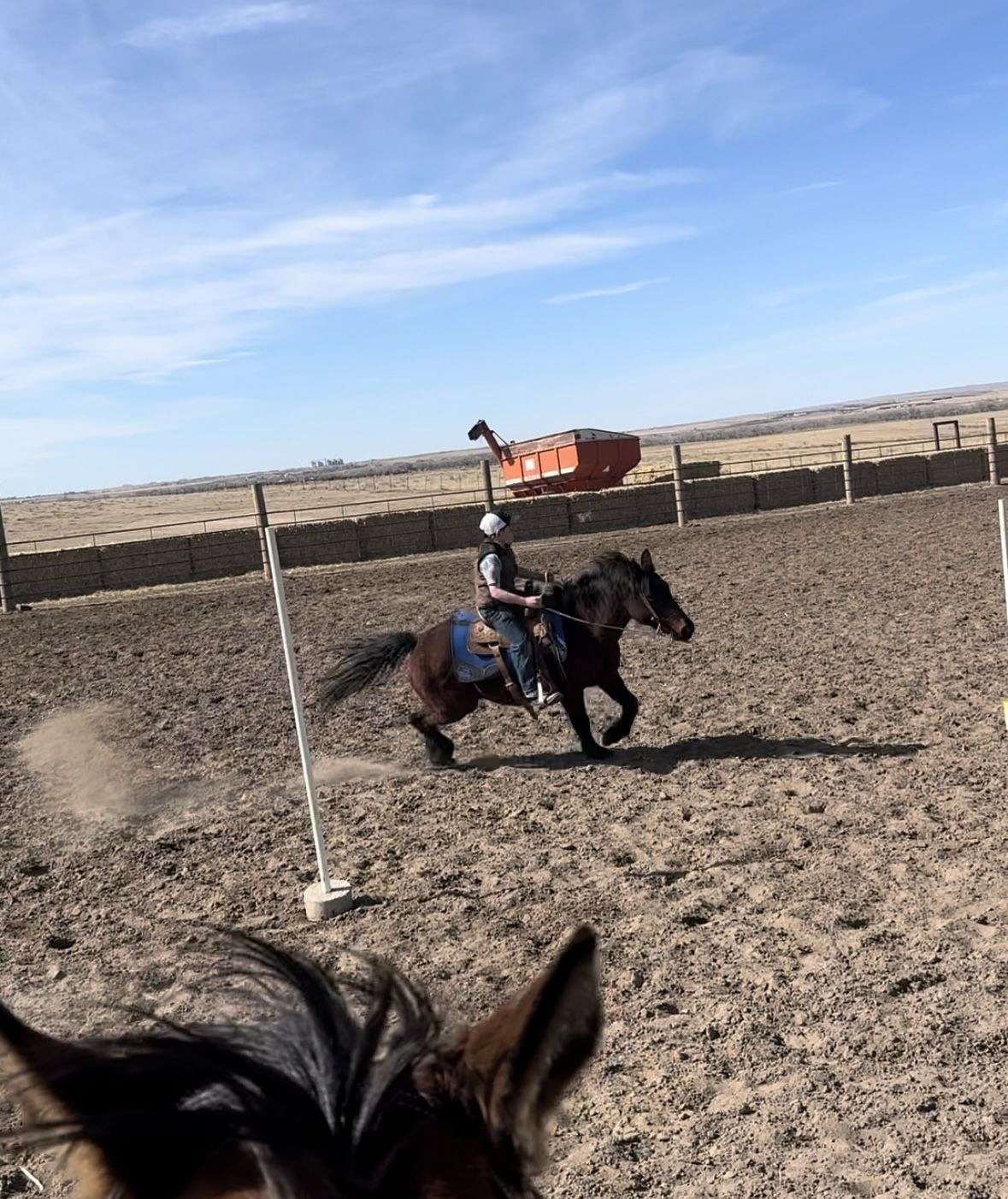 Solid, Proven All Around Ranch Pony