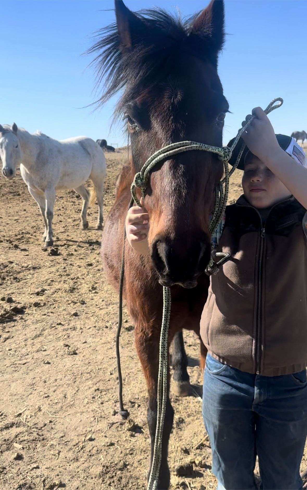 Solid, Proven All Around Ranch Pony