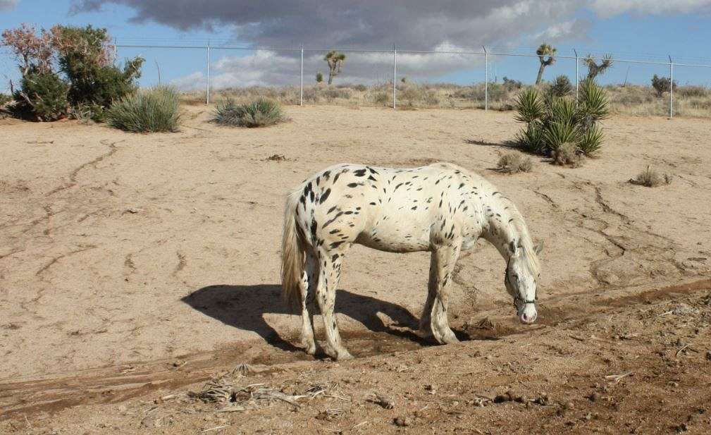Knabstrupper Appaloosa Leopard Stallion
