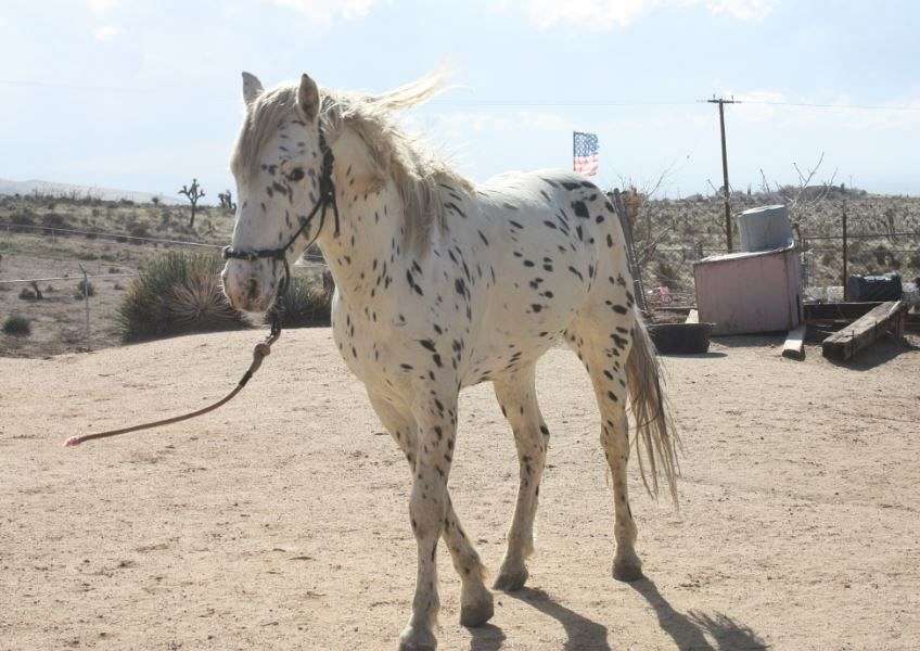 Knabstrupper Appaloosa Leopard Stallion