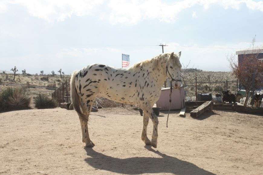 Knabstrupper Appaloosa Leopard Stallion