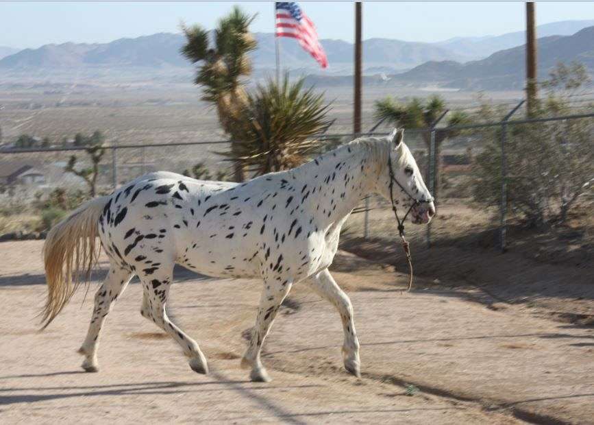 Knabstrupper Appaloosa Leopard Stallion