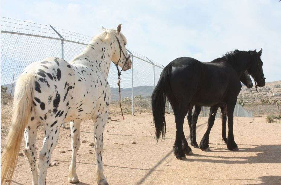 Knabstrupper Appaloosa Leopard Stallion