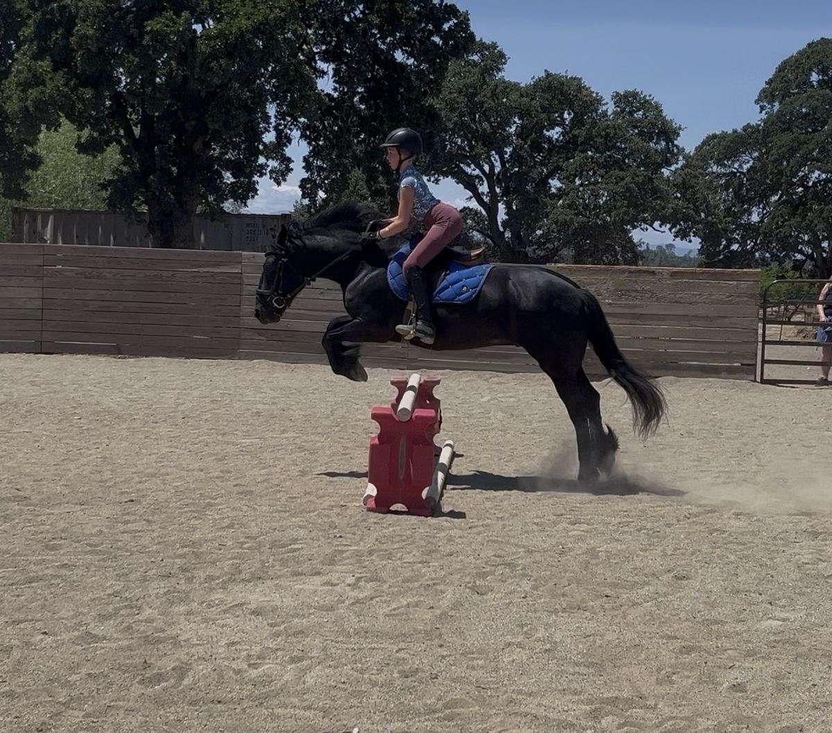 Fancy Fell Pony- Outstanding Gelding!