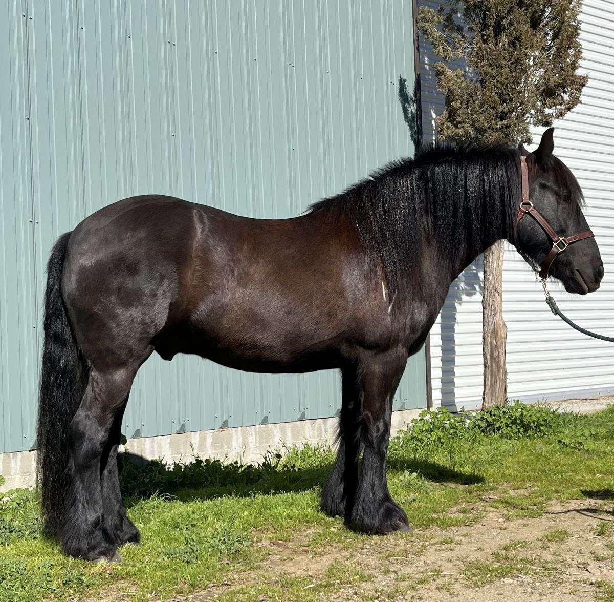 Fancy Fell Pony- Outstanding Gelding!