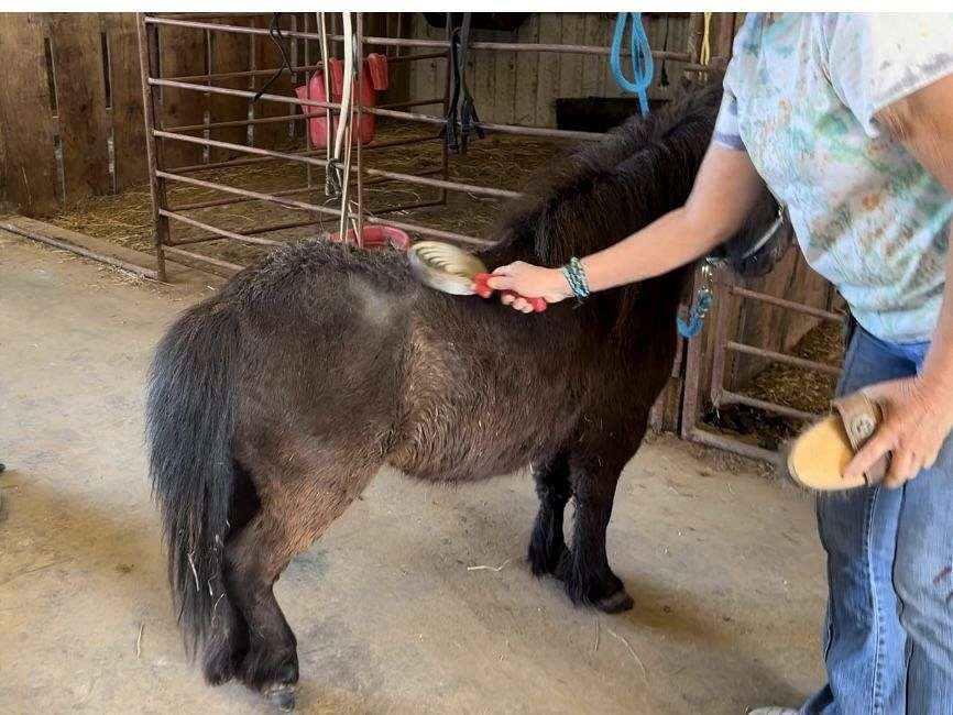 Buttons a Miniature Black Gelding