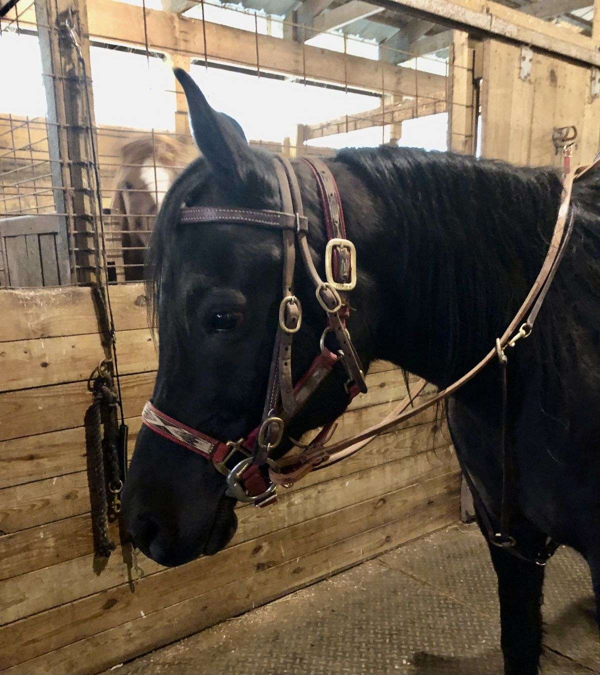 Blacklady Shahteza. Sold