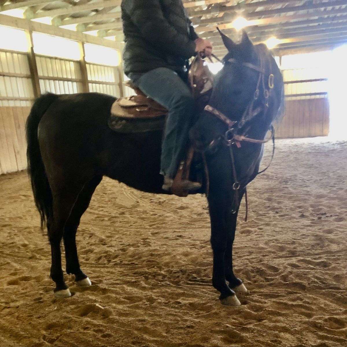 Blacklady Shahteza. Sold