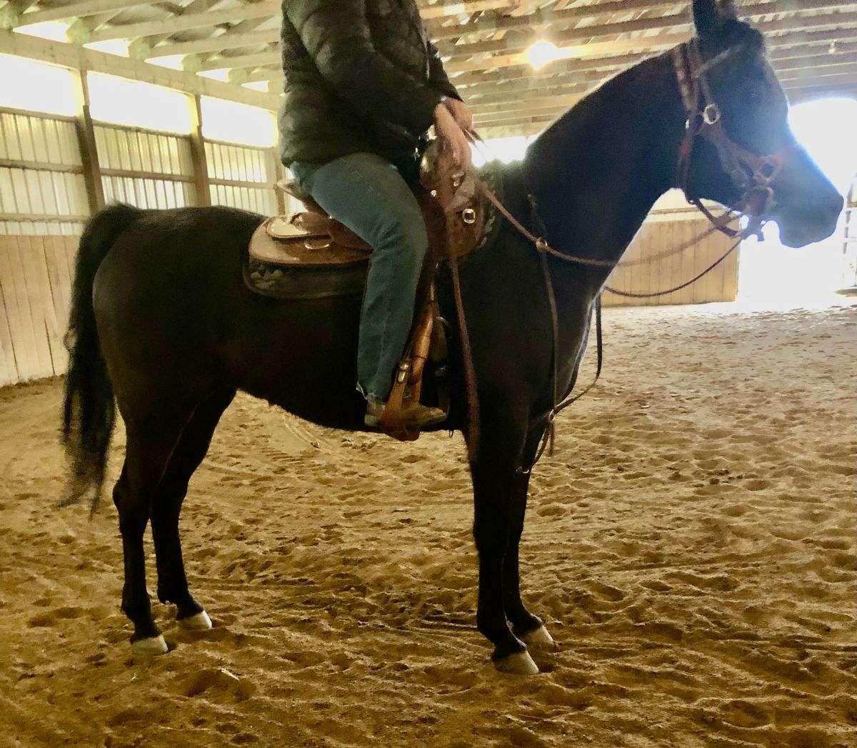 Blacklady Shahteza. Sold