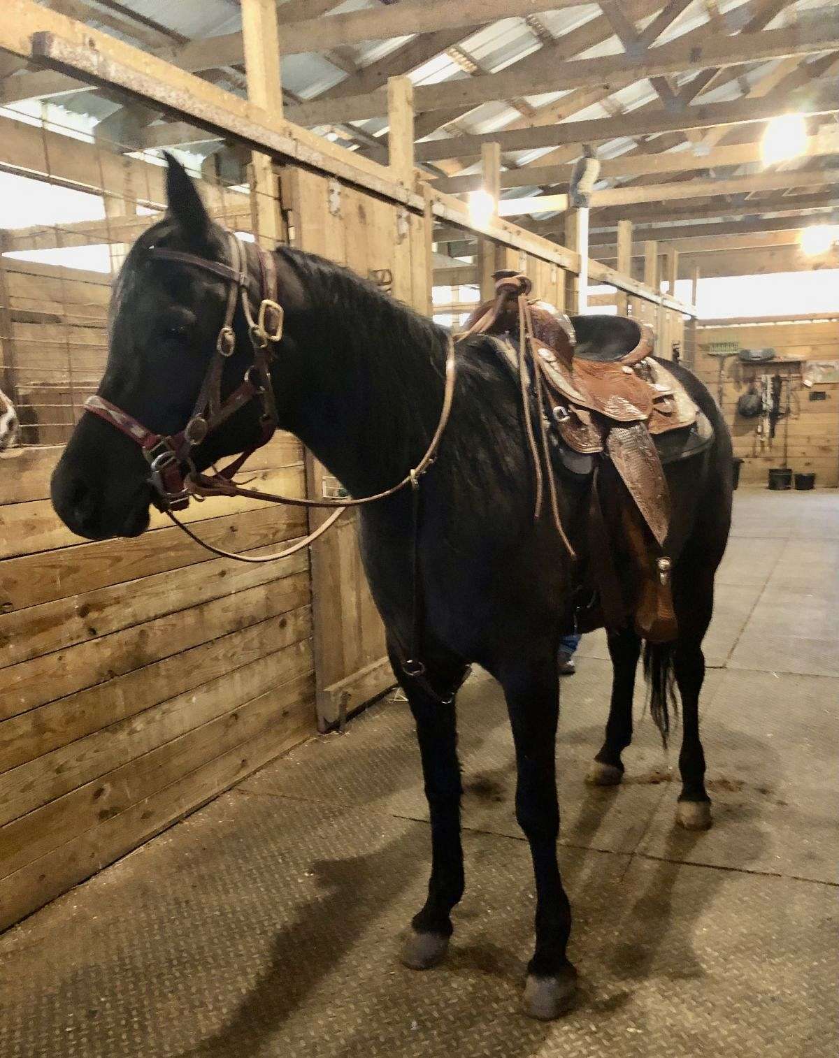 Blacklady Shahteza. Sold