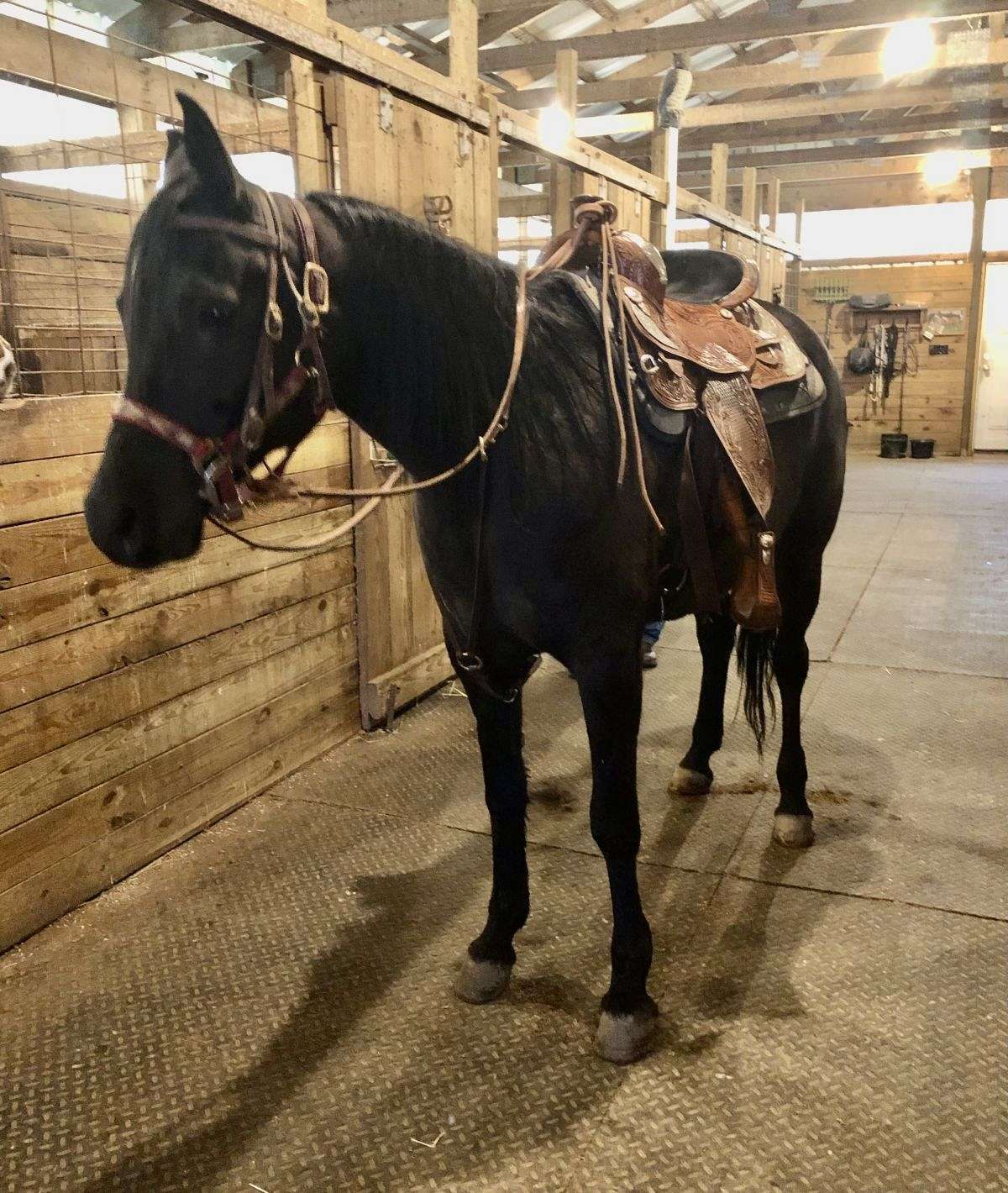 Blacklady Shahteza. Sold