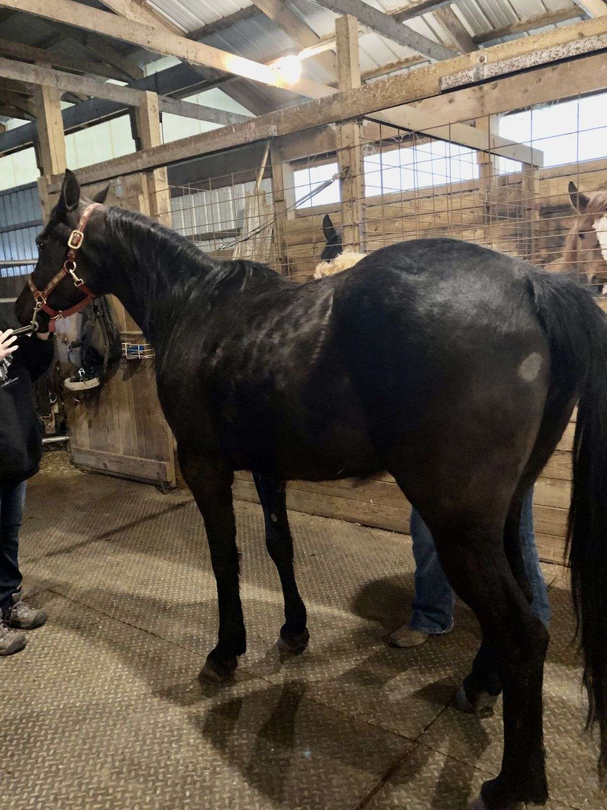 Blacklady Shahteza. Sold