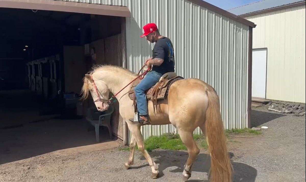 Perlino Andalusian Stallion ANCCE Inscribed Seattle Washington