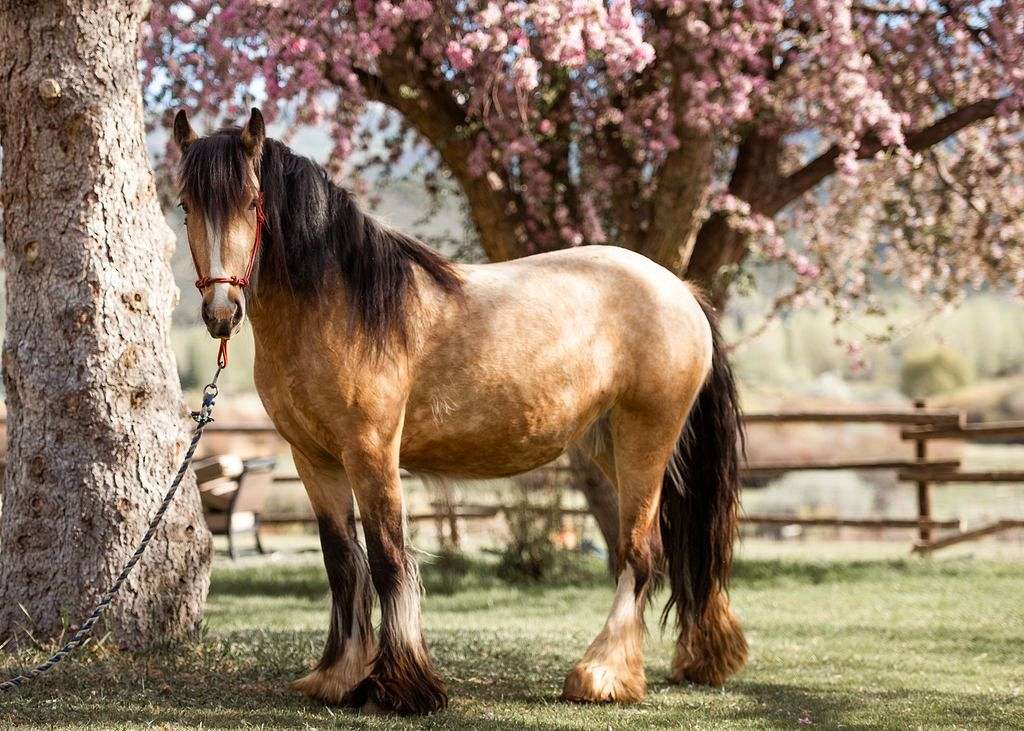 Satine Buckskin Gypsy Fiily