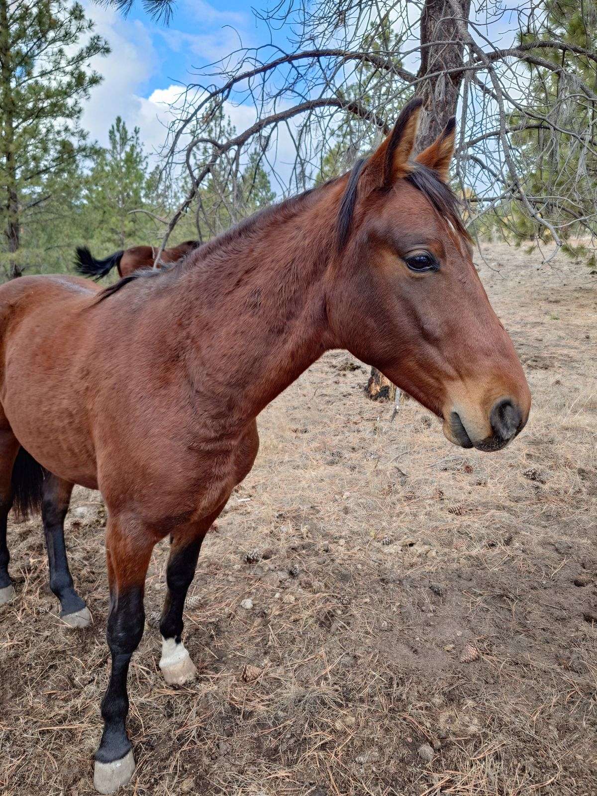 Scr Twister - Registered Kentucky Mountain Bay Colt Available