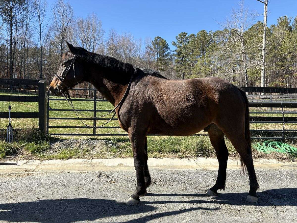 Rocky 14.2hh 2014 German Riding Pony Gelding