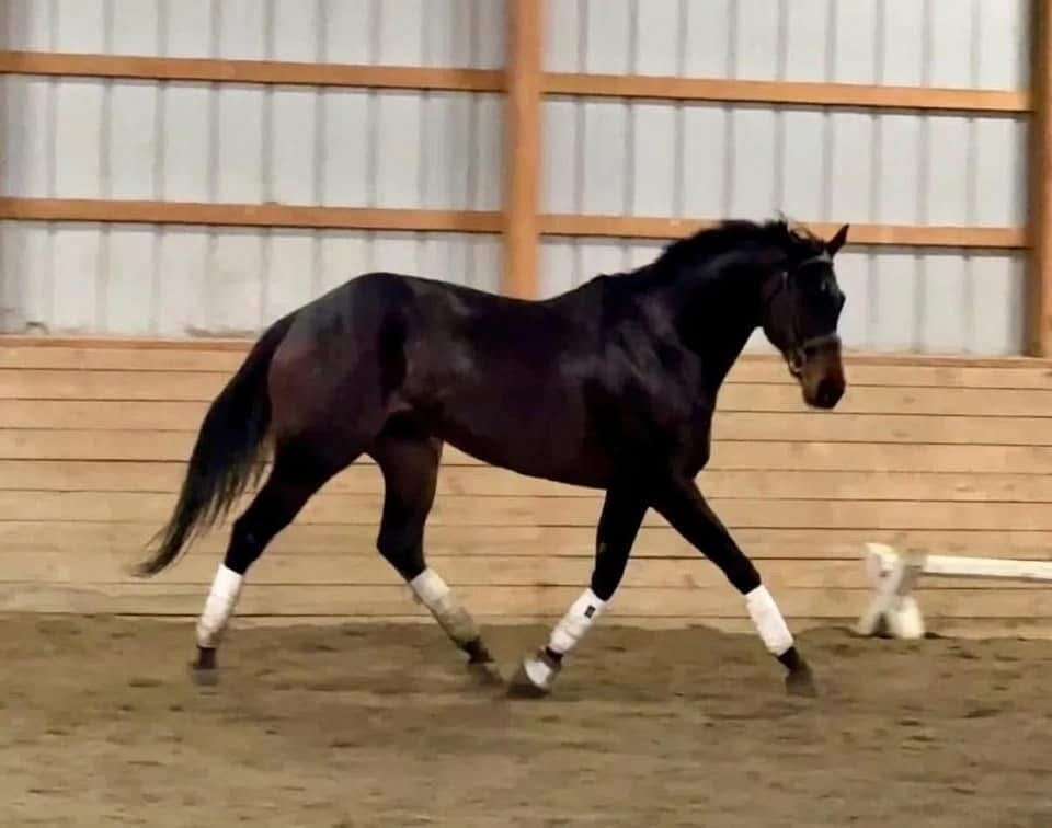 Big Bourbon Baby Thoroughbred Mare