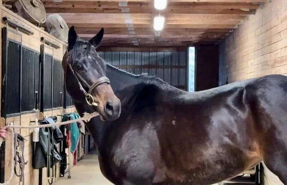 Big Bourbon Baby Thoroughbred Mare