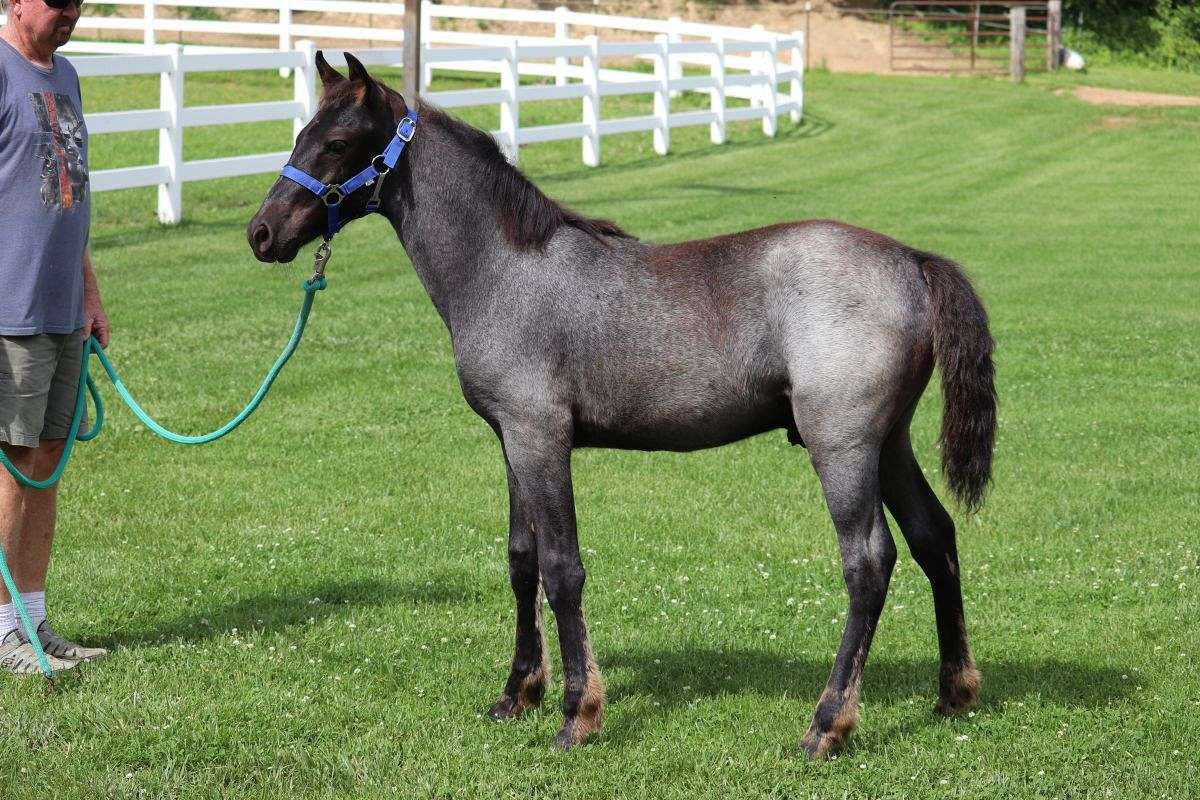 Blue Roan Rocky Mountain Colt