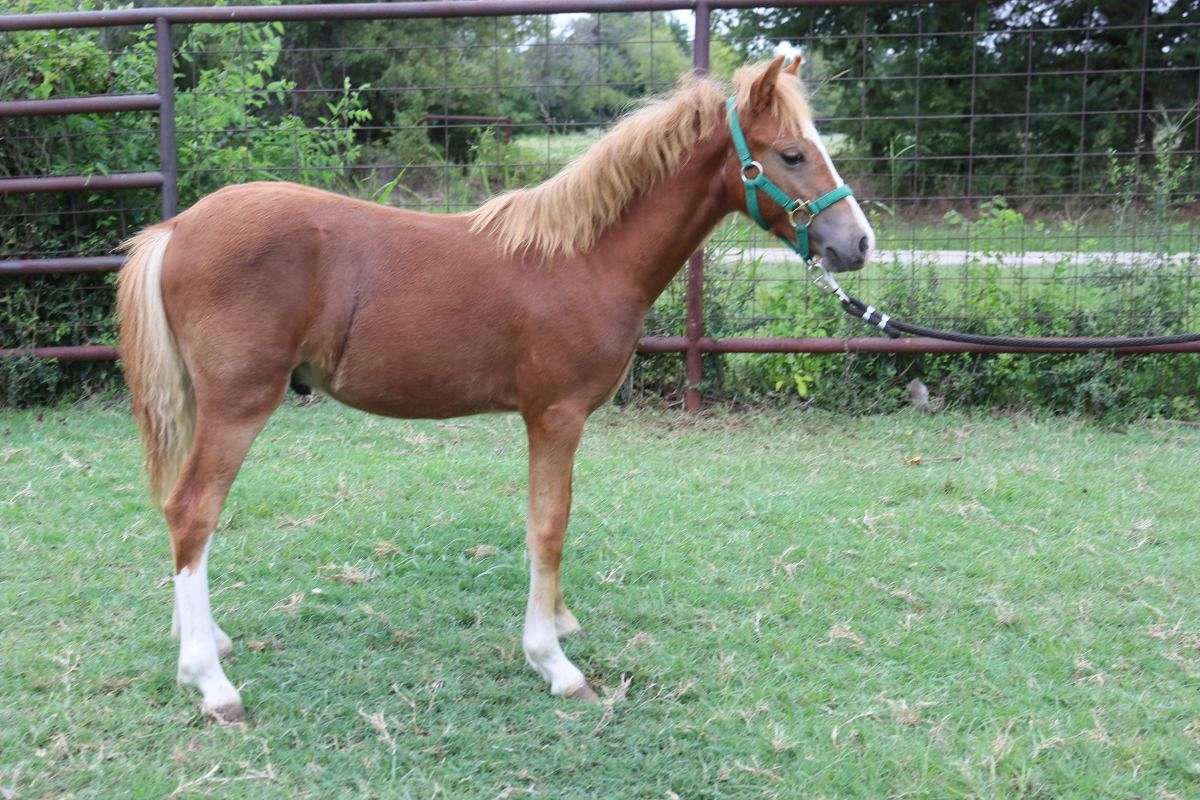 Fancy 3/4 Welsh Pony Colt